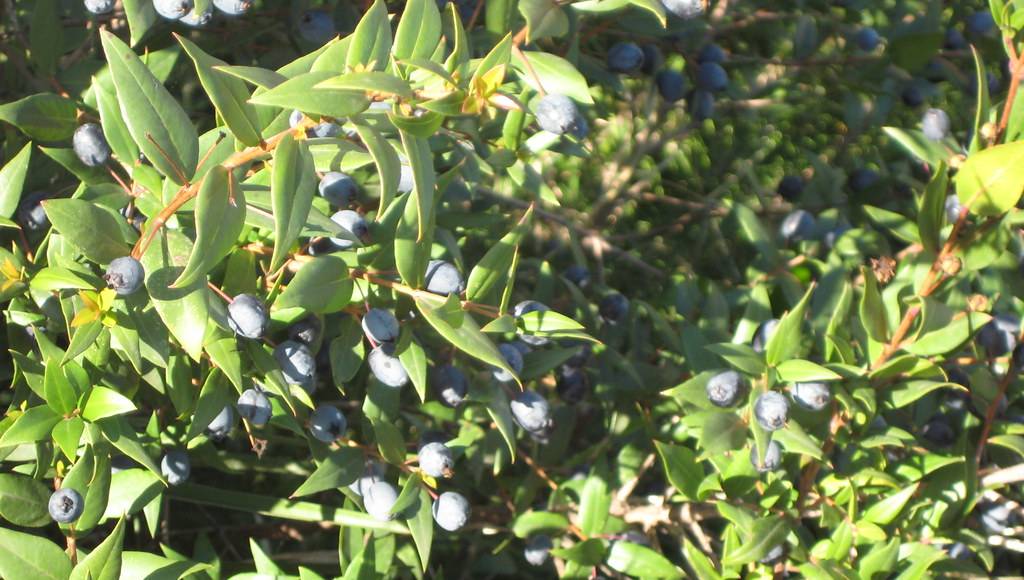 Mirto: La Pianta Sarda Dalle Molteplici Proprietà Terapeutiche