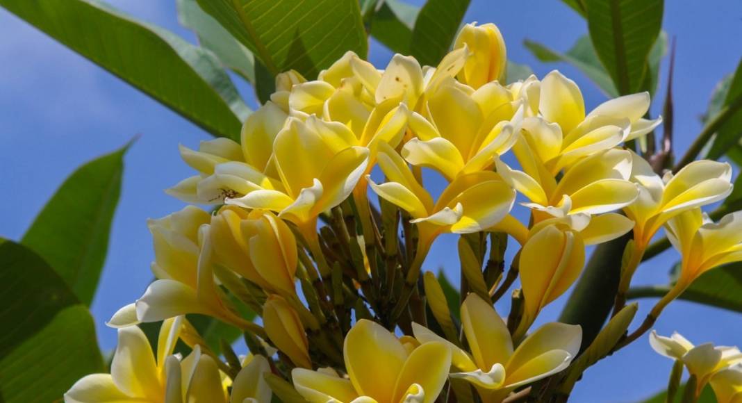 Pomelia, Il Fiore Simbolo Di Una Città Del Mezzogiorno D'Italia