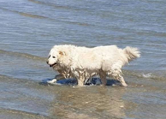 Henry, il cane che ha conquistato Bari: 700 persone si prendono cura di lui